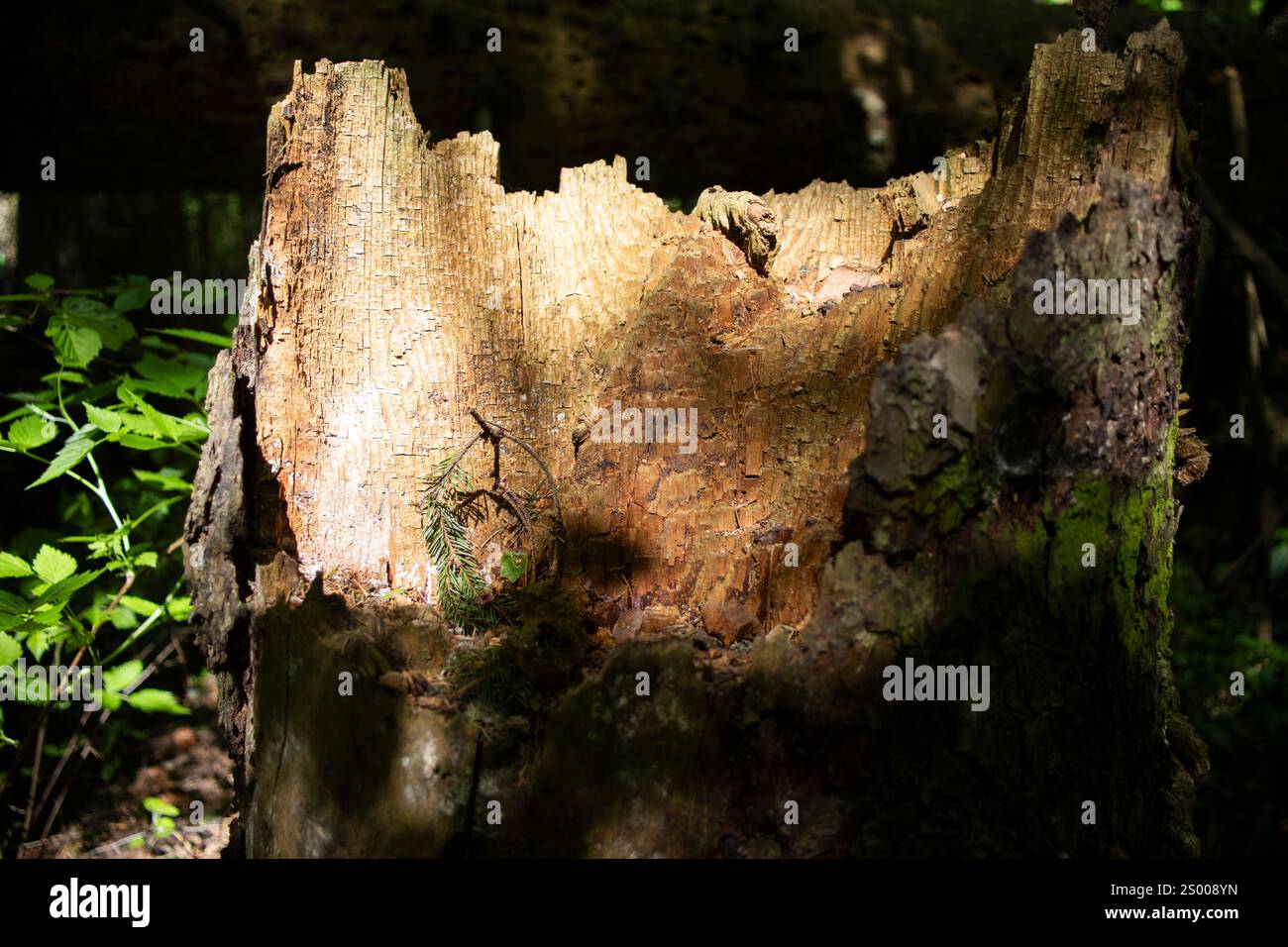 Rotted tree hi-res stock photography and images - Alamy
