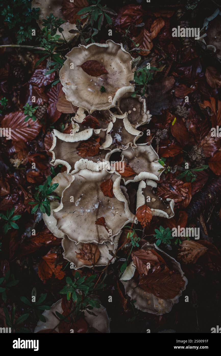 mushrooms mixed with fall leaves Stock Photo - Alamy