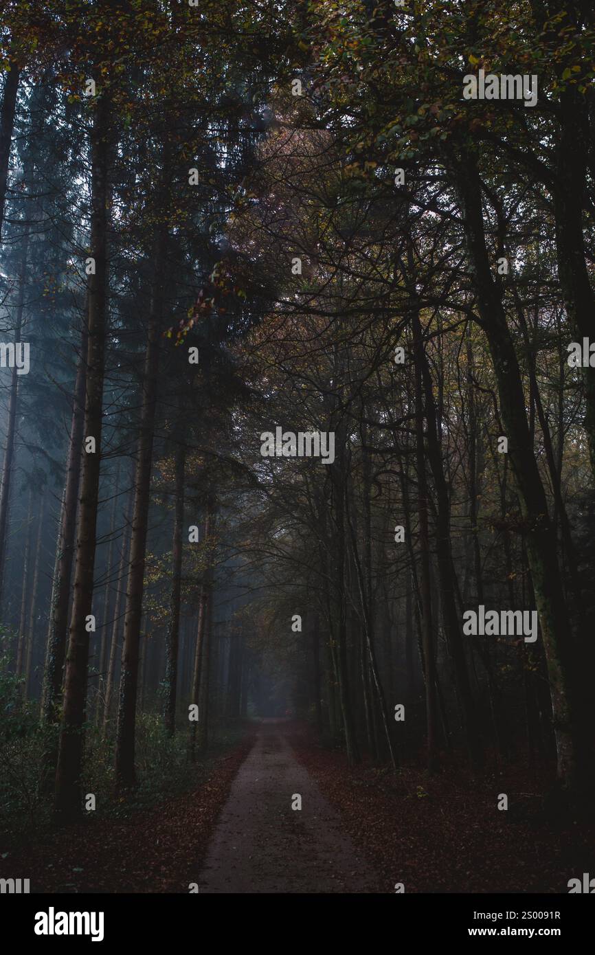 A path through a dark forest in autumn Stock Photo - Alamy