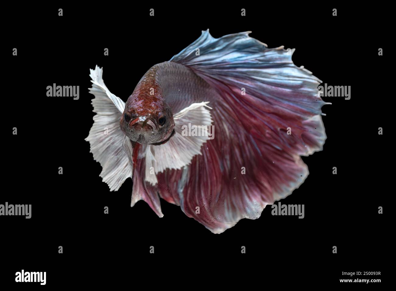 Colorful betta fish in black background Stock Photo - Alamy