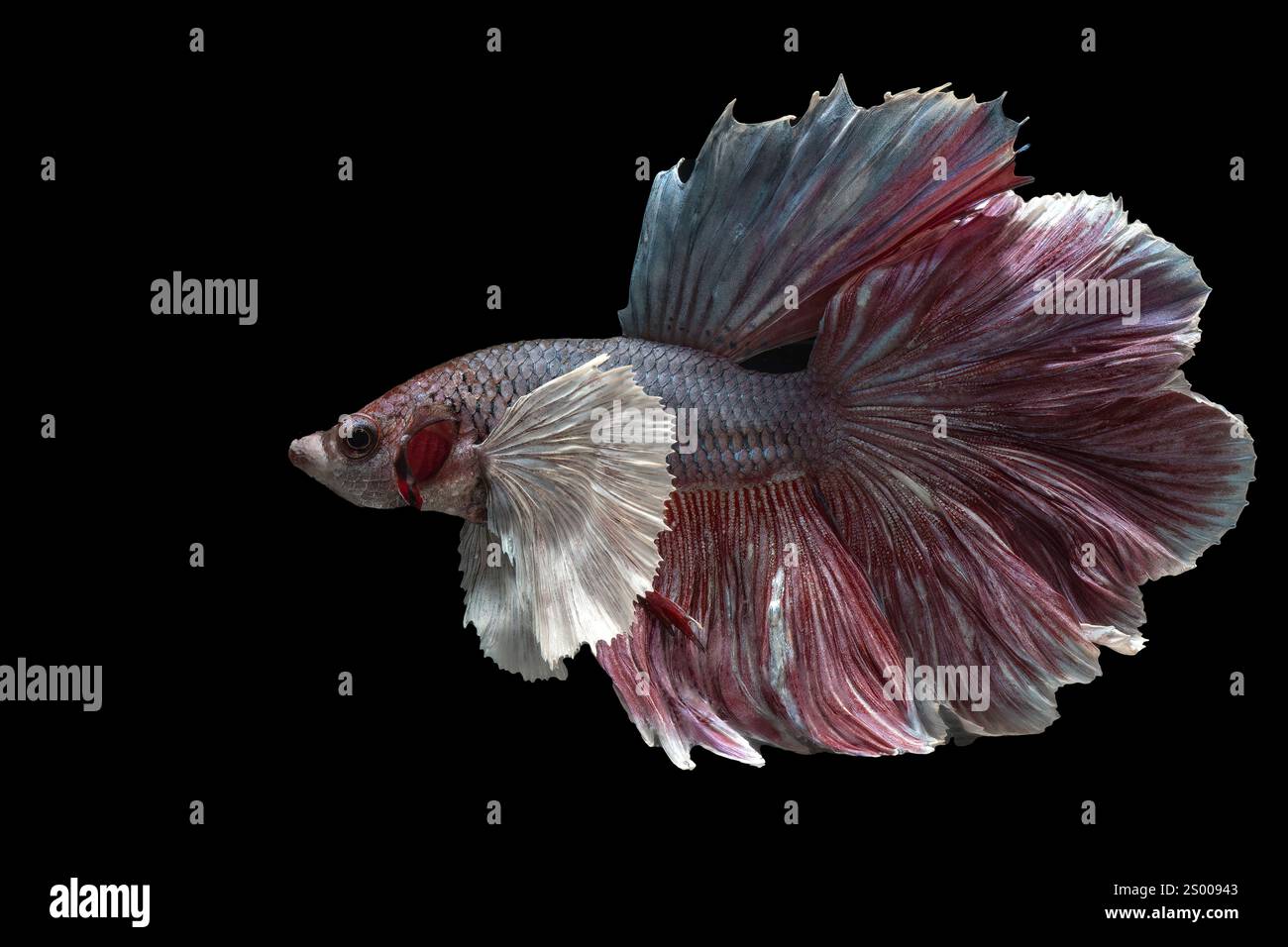 Colorful betta fish in black background Stock Photo - Alamy