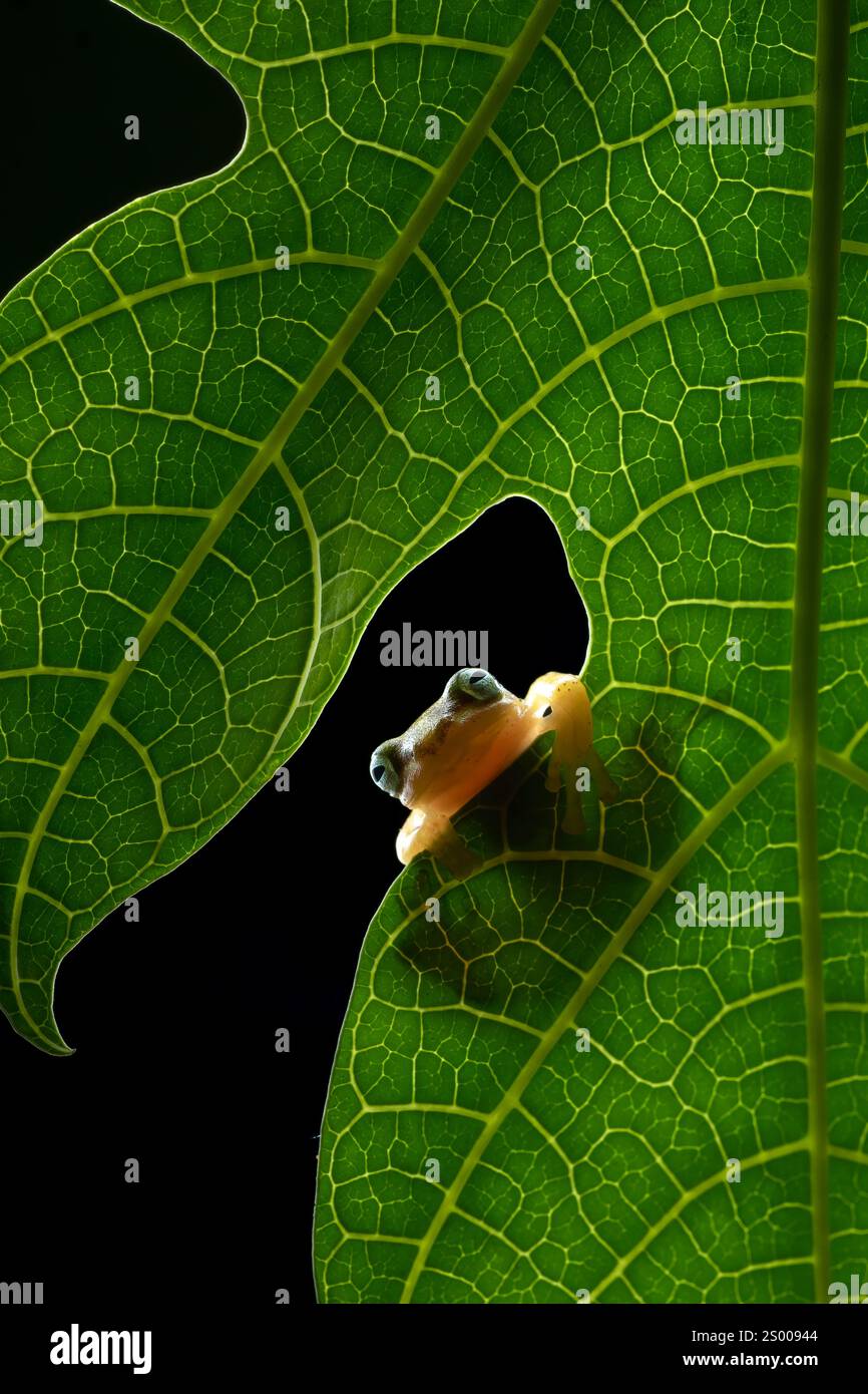 Golden toad costa rica hi-res stock photography and images - Alamy