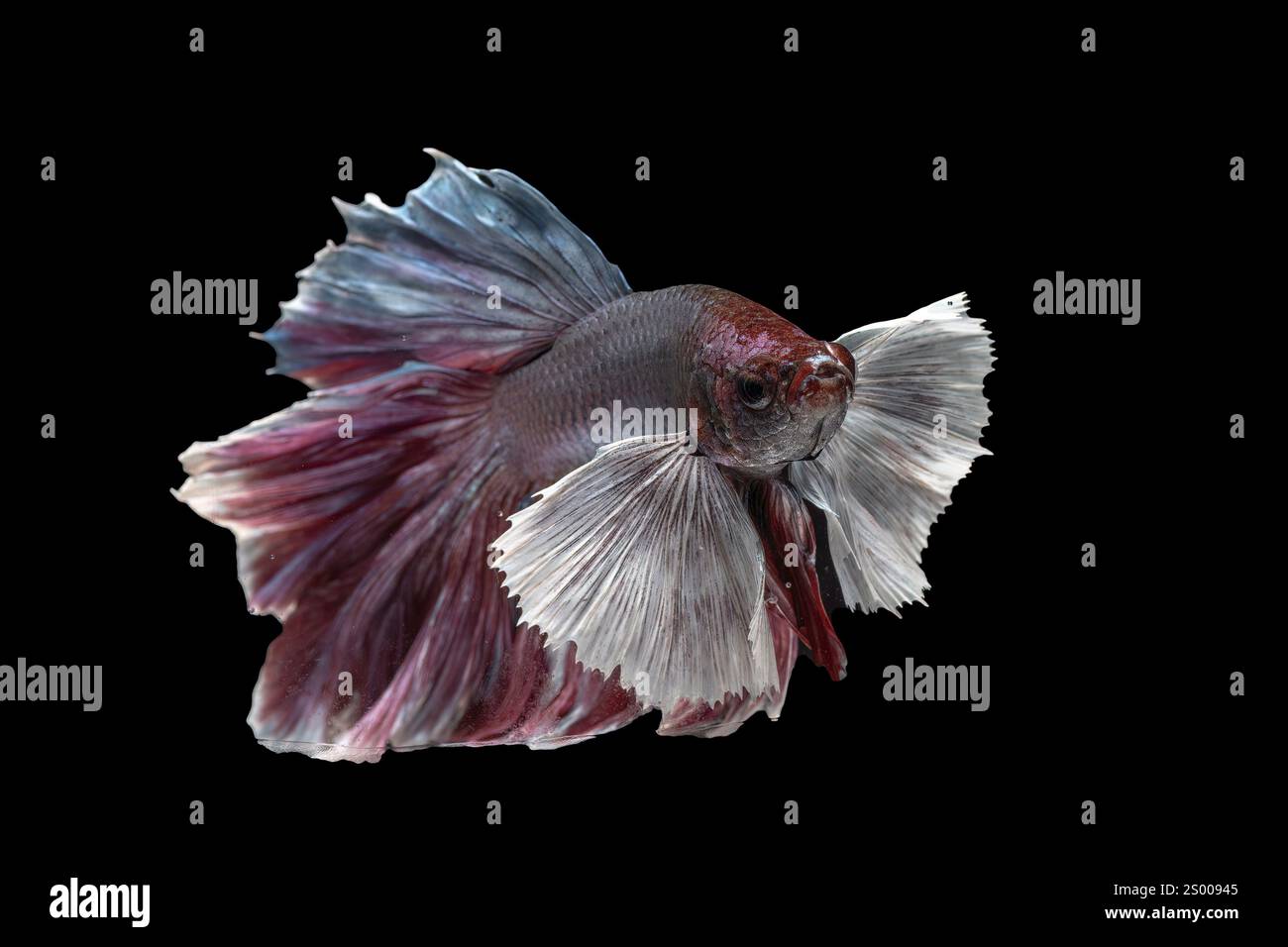 Colorful betta fish in black background Stock Photo - Alamy