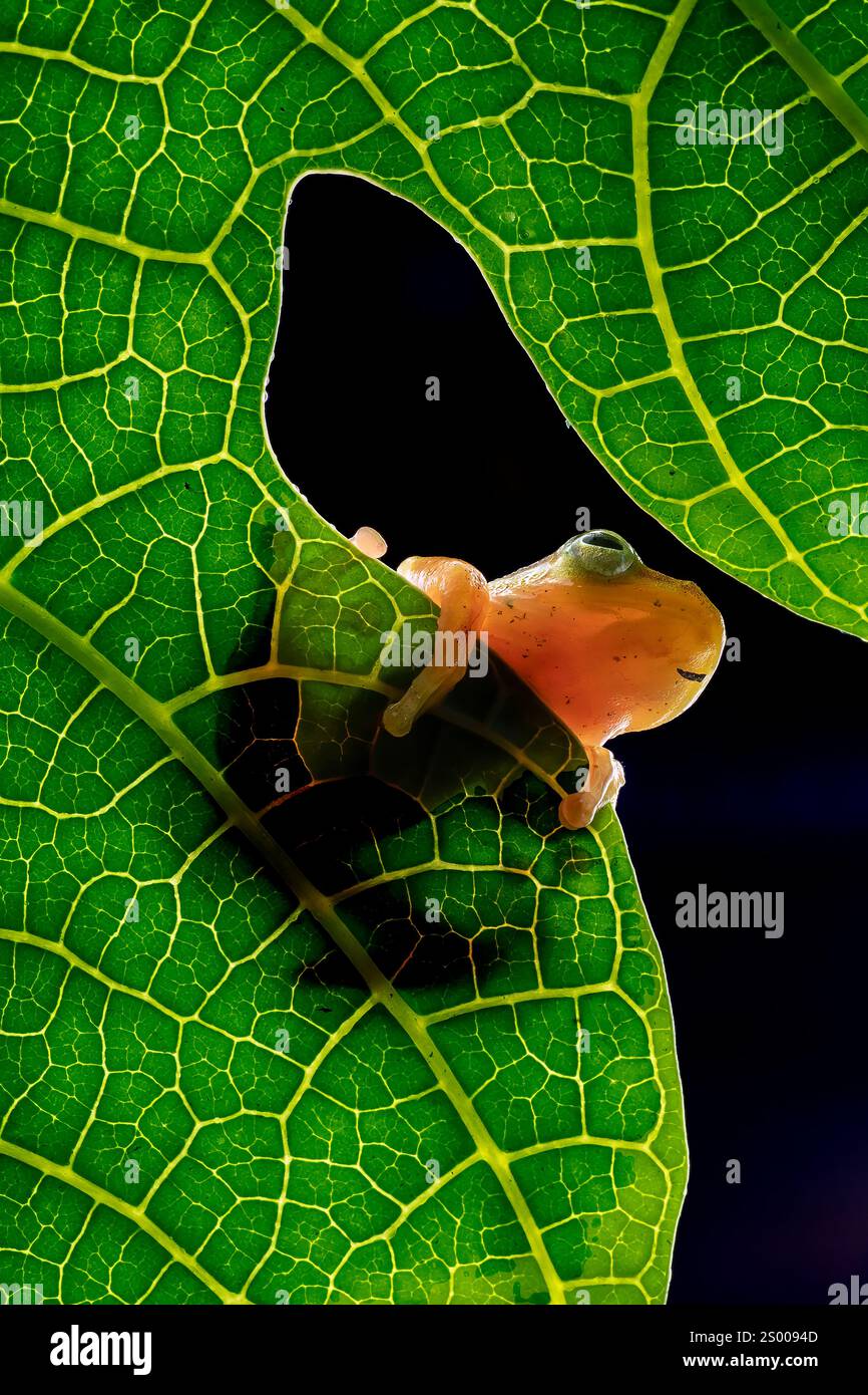 Golden toad costa rica hi-res stock photography and images - Alamy