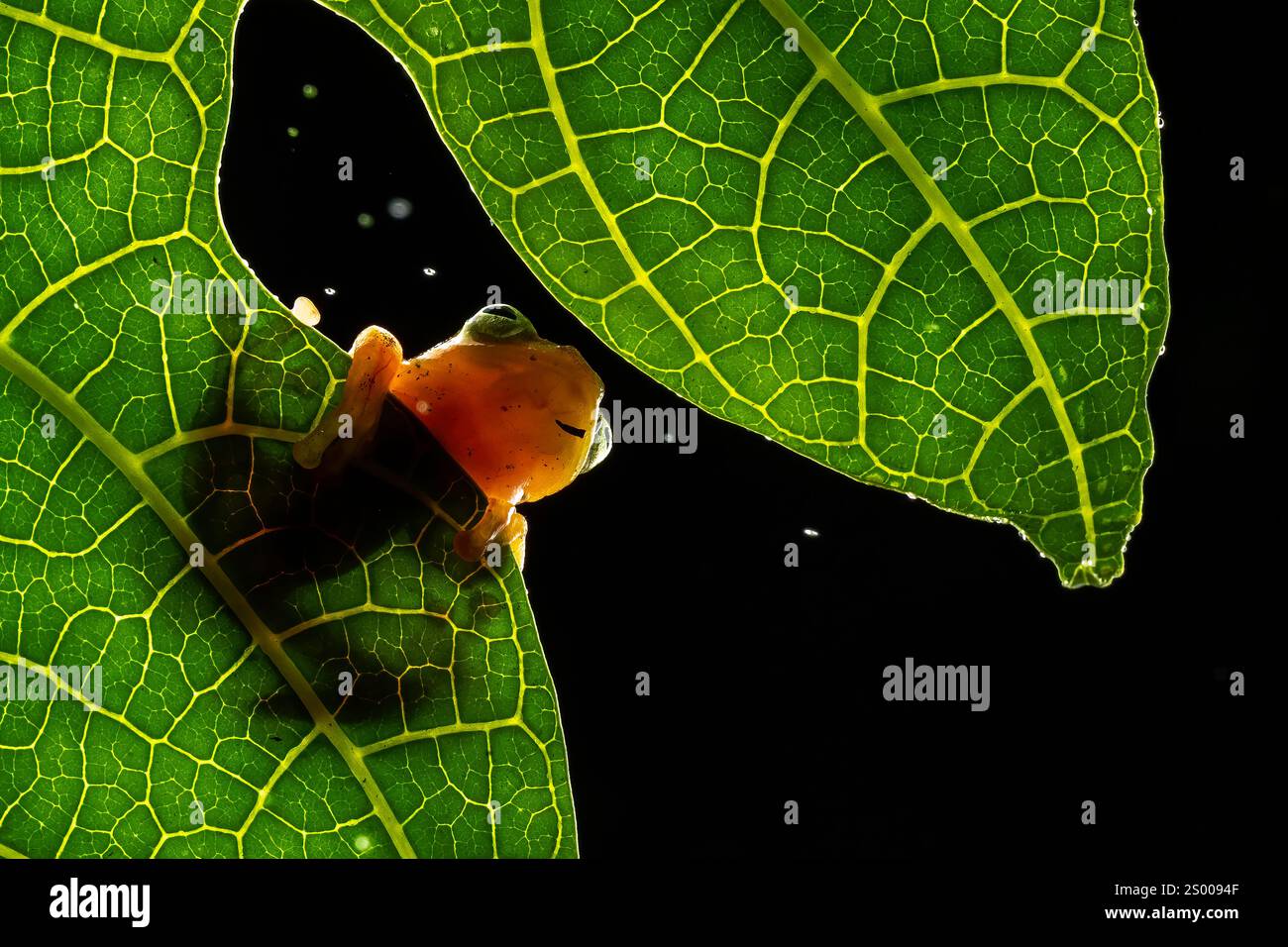 Golden toad costa rica hi-res stock photography and images - Alamy