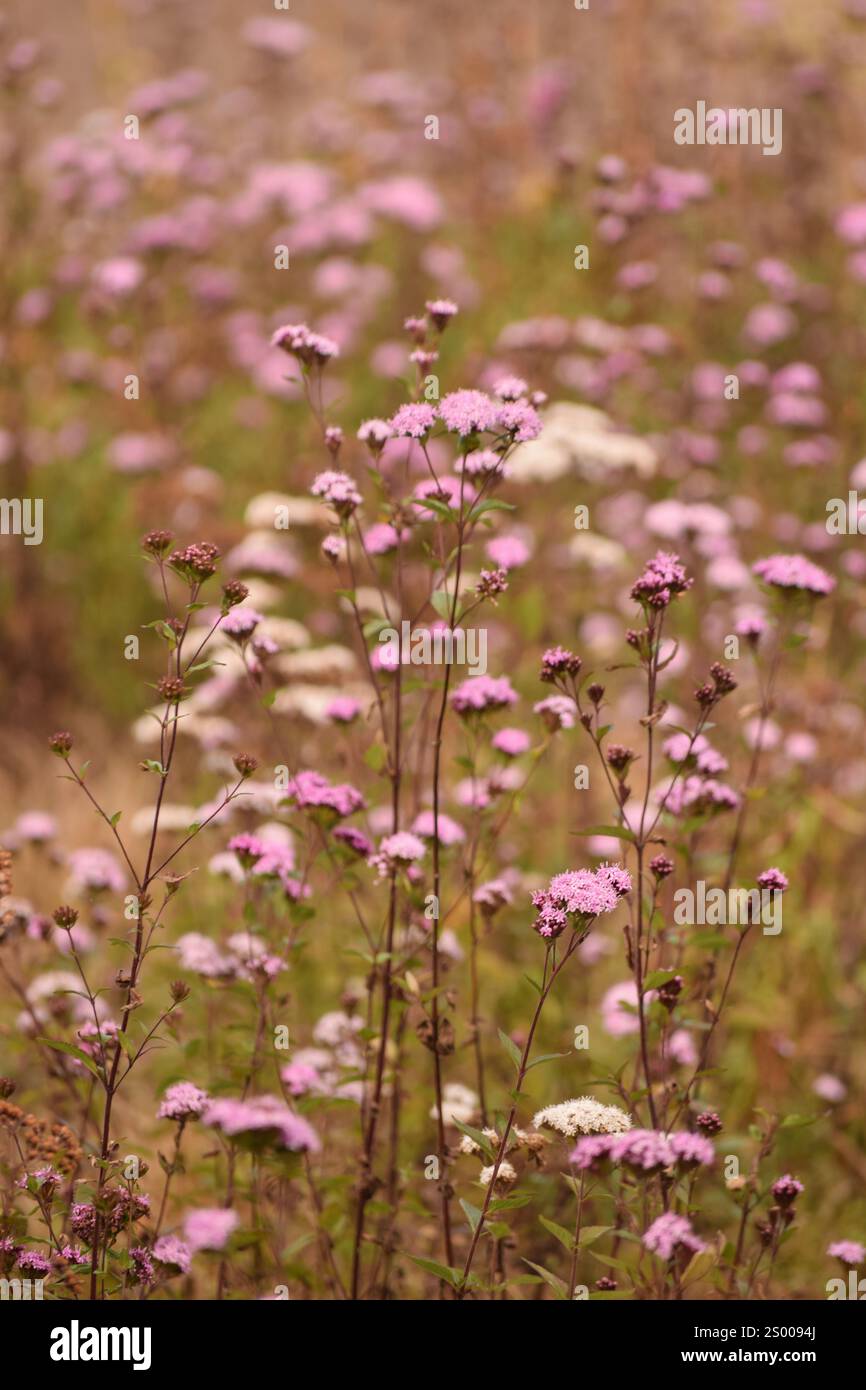 Little pink flowers blooming in a field during fall in Oaxaca Stock ...