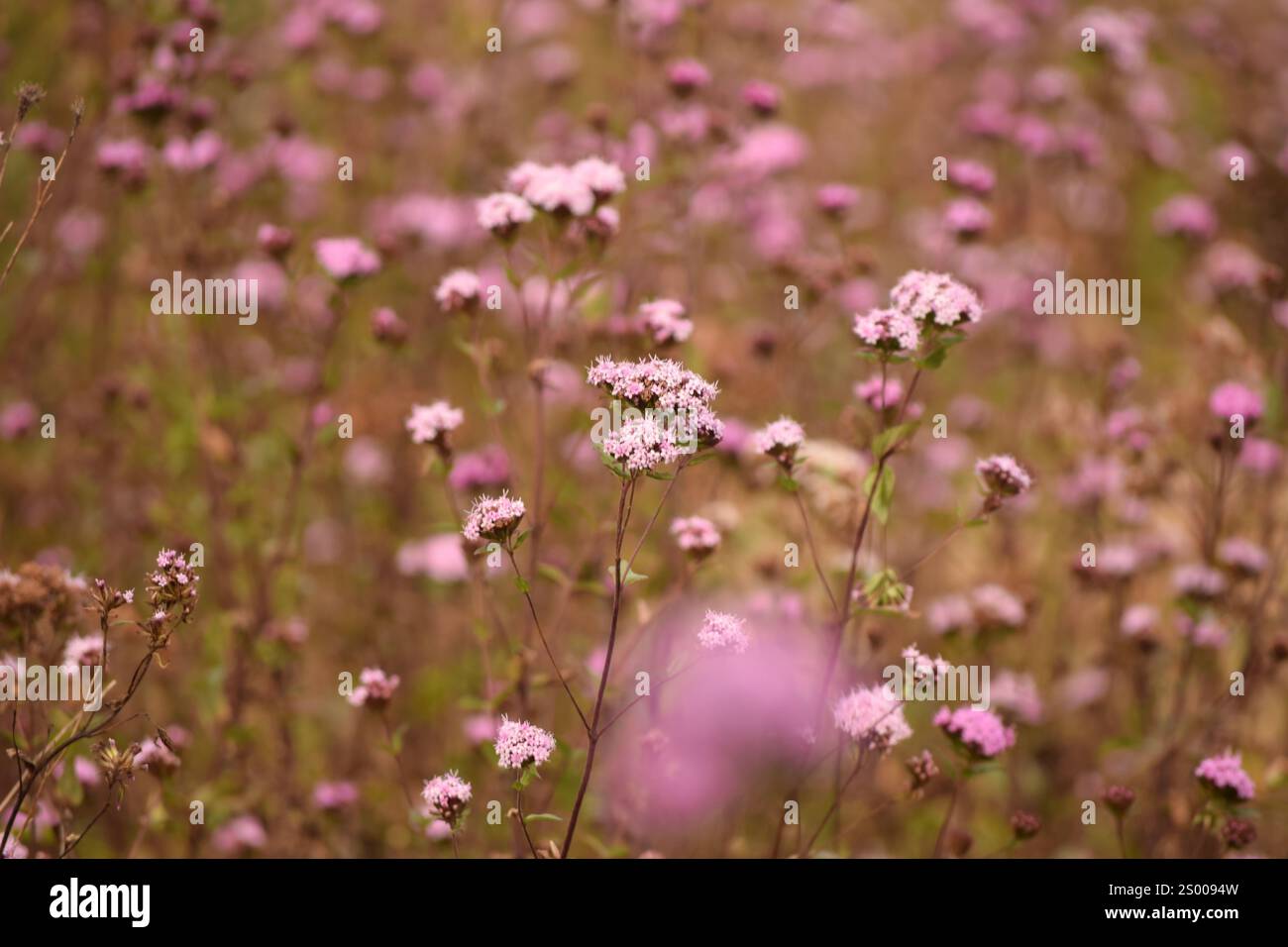 Little pink flowers blooming in a field during fall in Oaxaca Stock ...