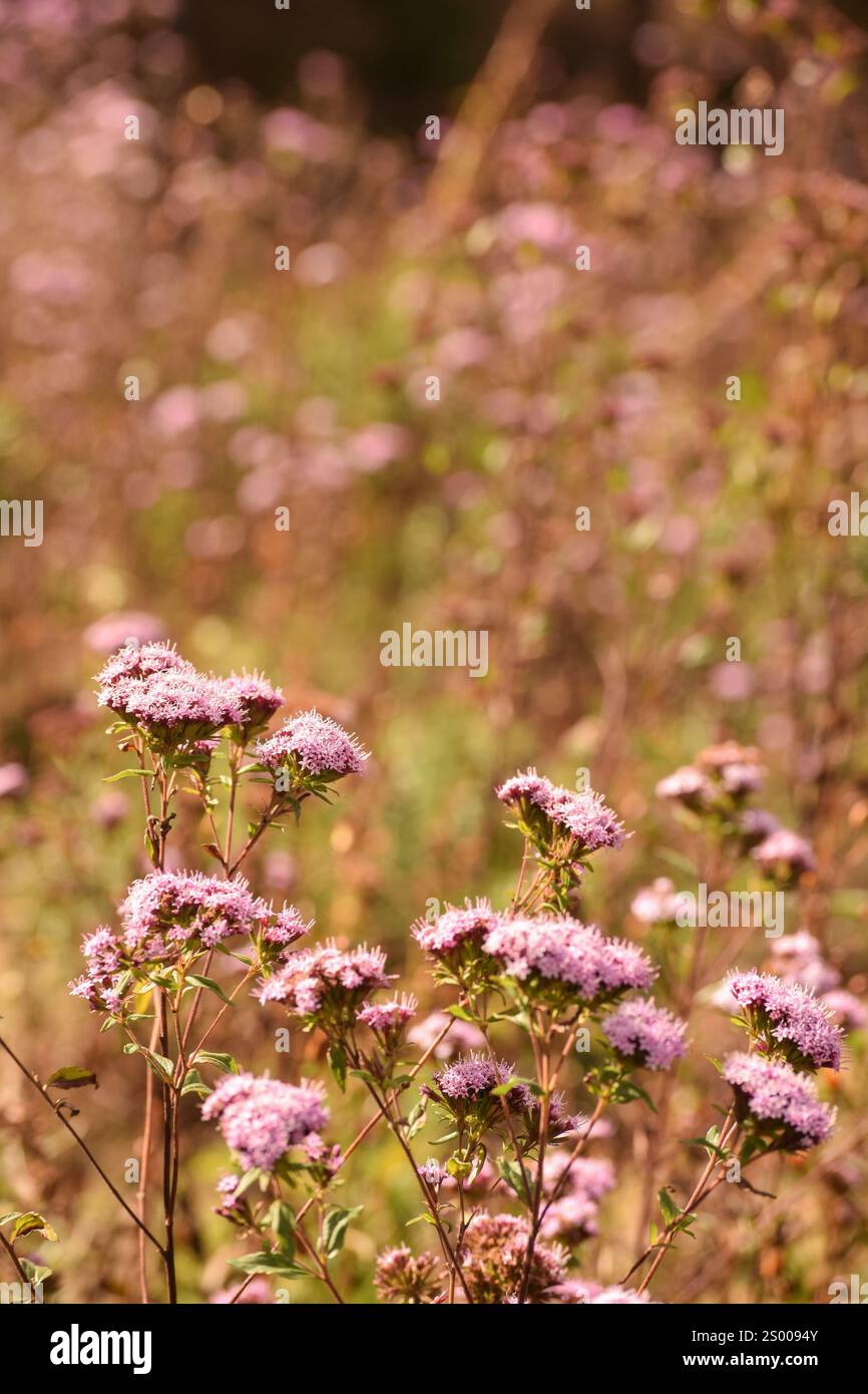 Little pink flowers blooming in a field during fall in Oaxaca Stock ...