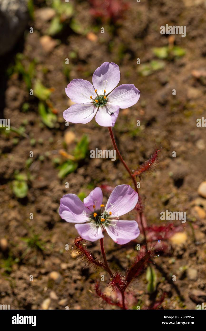 White and slightly pink flowered Drosera cistiflora (a carnivorous ...