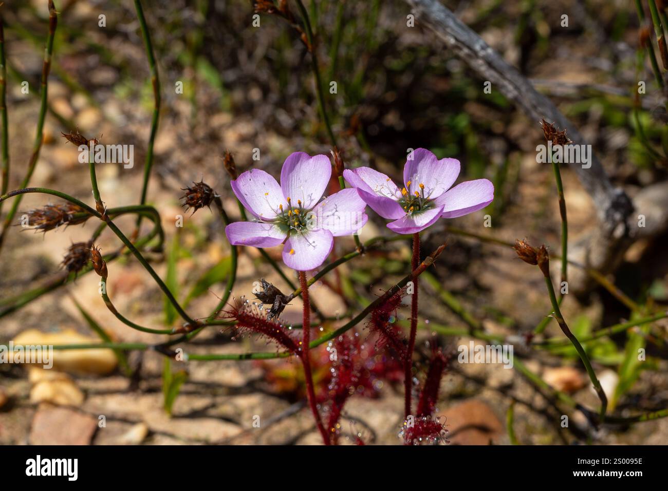 White and slightly pink flowered Drosera cistiflora (a carnivorous plant) in natural habitat ...