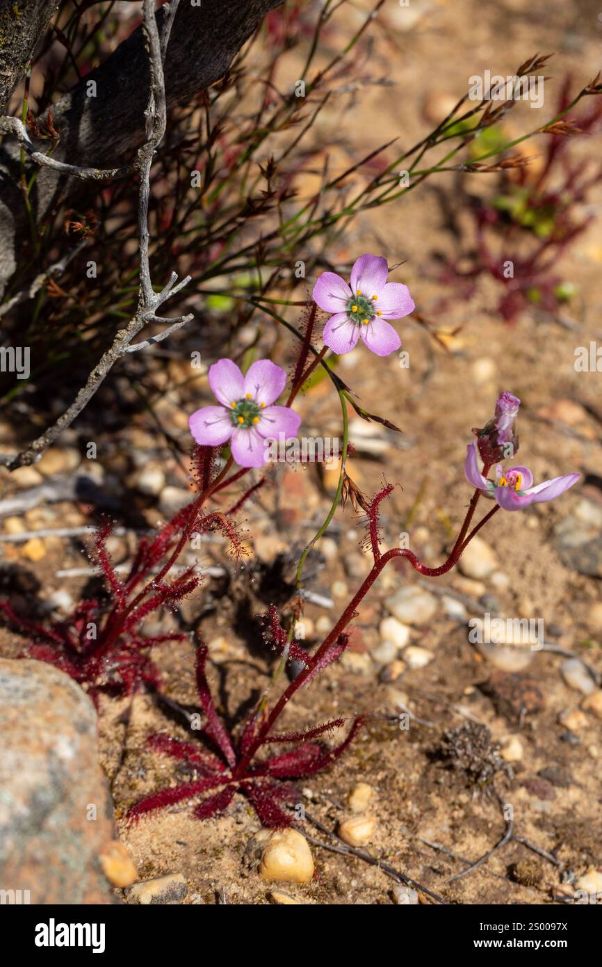 White and slightly pink flowered Drosera cistiflora (a carnivorous plant) in natural habitat ...