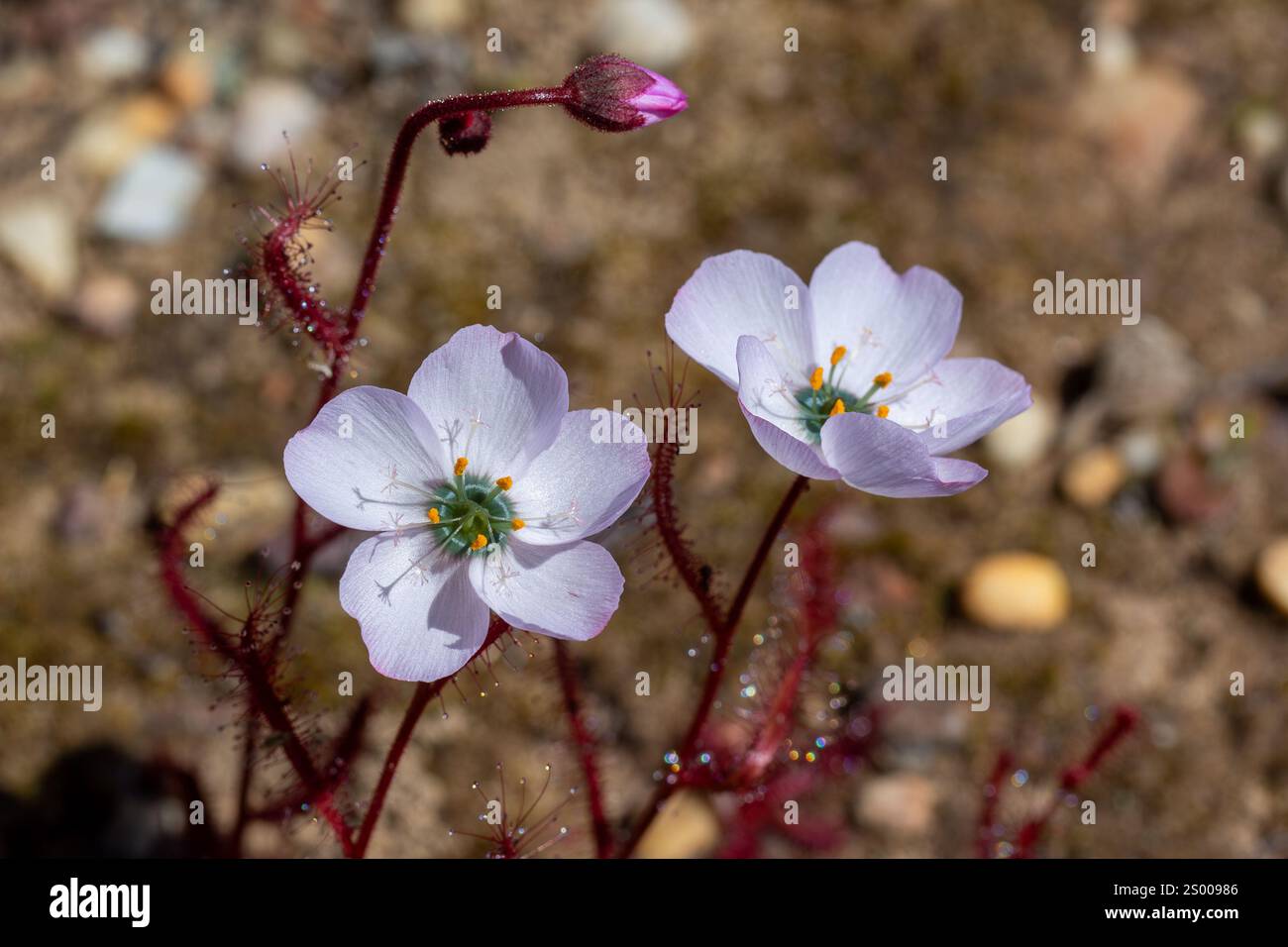 White and slightly pink flowered Drosera cistiflora (a carnivorous plant) in natural habitat ...