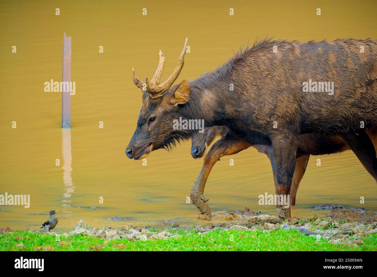 The sambar (Rusa unicolor) is a large deer Stock Photo - Alamy