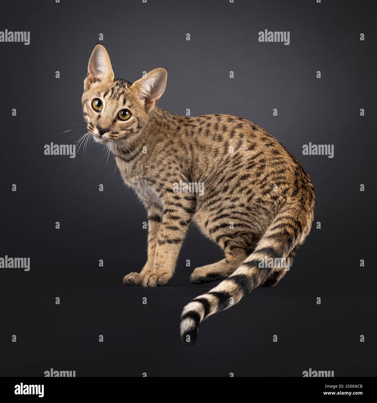 Beautiful young Savannah cat, turning around. Looking curious towards ...