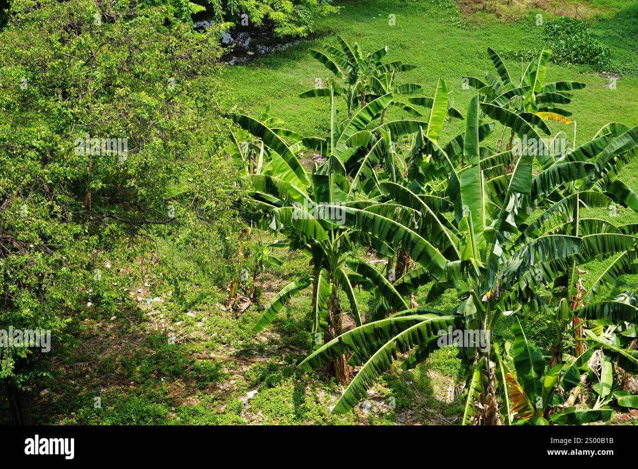 Tropical tree and banana trees with fresh green leaves growing big ...