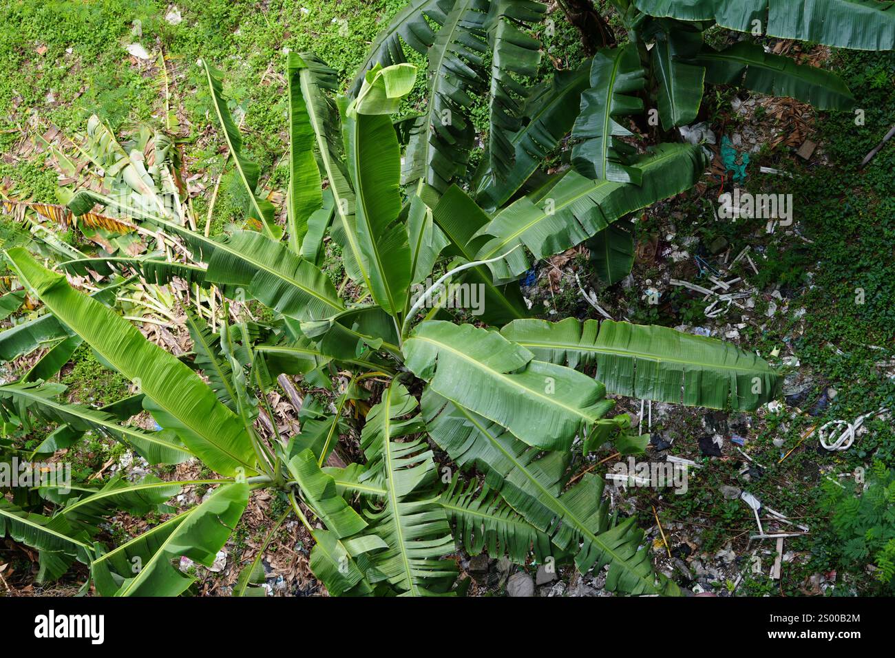 top view or drone view of dirty backyard with trash, theres banana tree ...