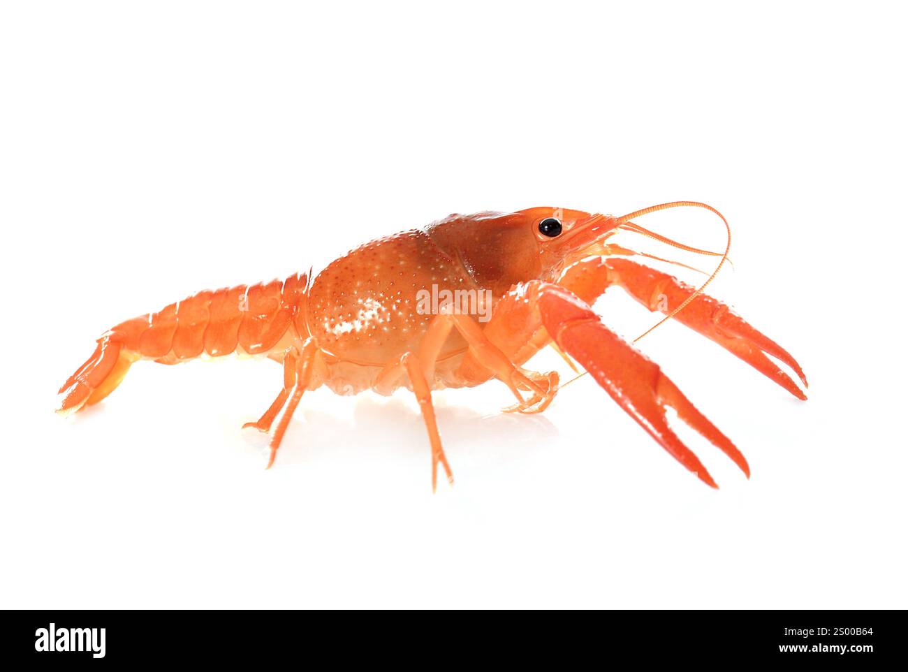 red crayfish in front of white background Stock Photo - Alamy