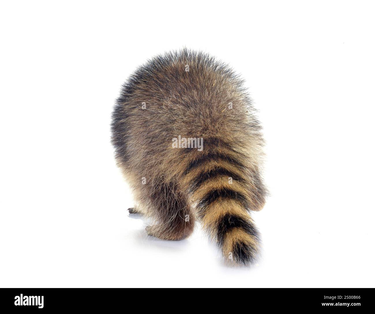 young raccoon in front of white background Stock Photo - Alamy