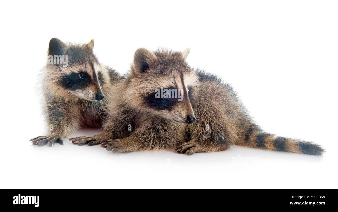 young raccoons in front of white background Stock Photo - Alamy