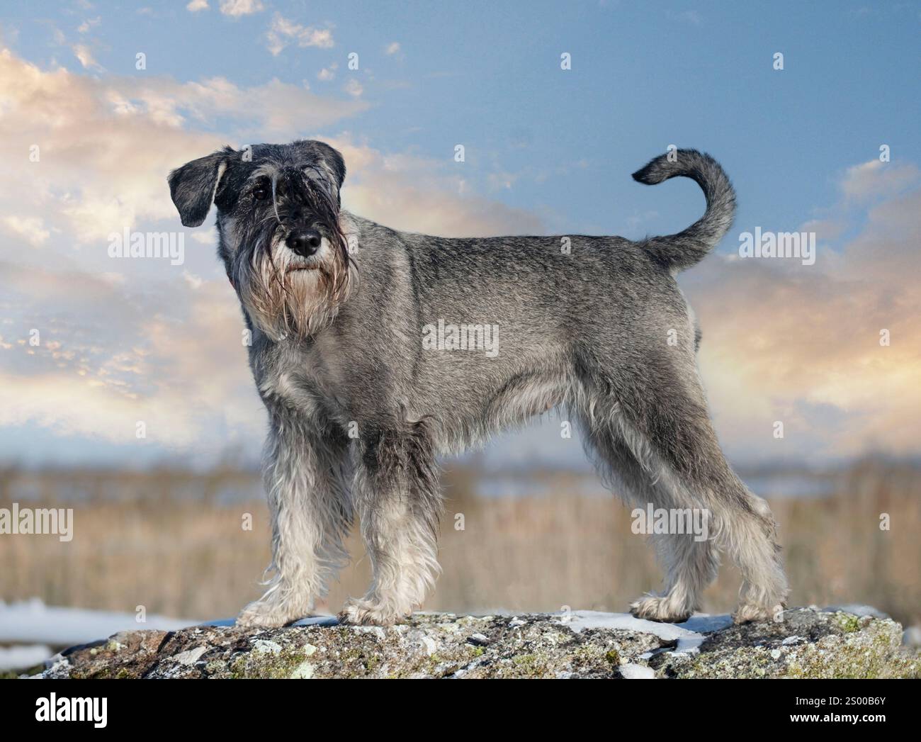 Standard Schnauzer staying in the nature in winter Stock Photo - Alamy