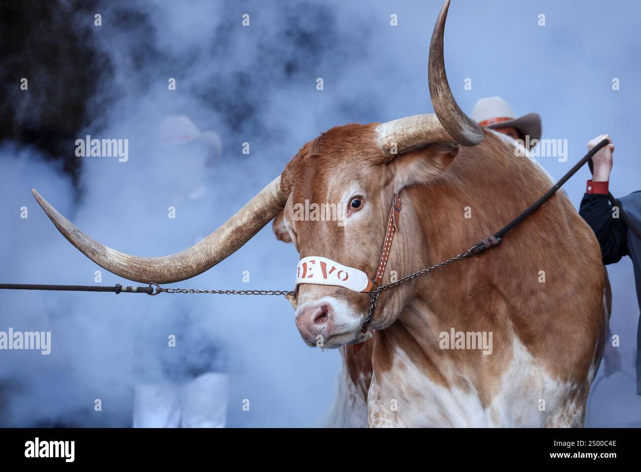 AUSTIN, TX - DECEMBER 21: Bevo enters the field surrounded by smoke ...