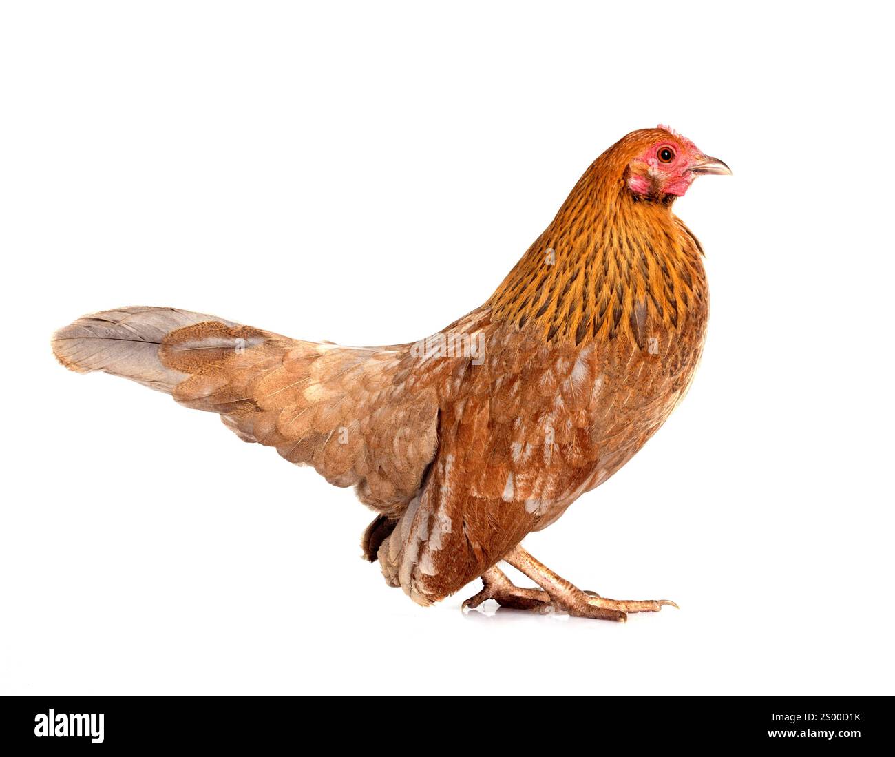 bantam chicken pictave in front of white background Stock Photo - Alamy
