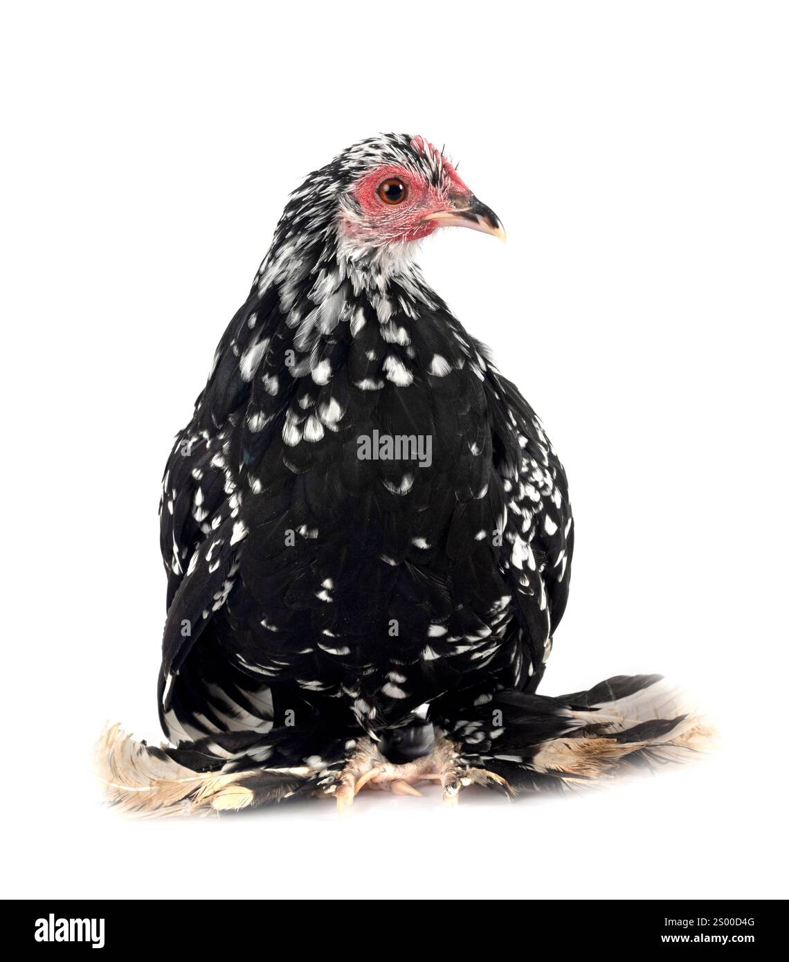 Booted Bantam in front of white background Stock Photo - Alamy