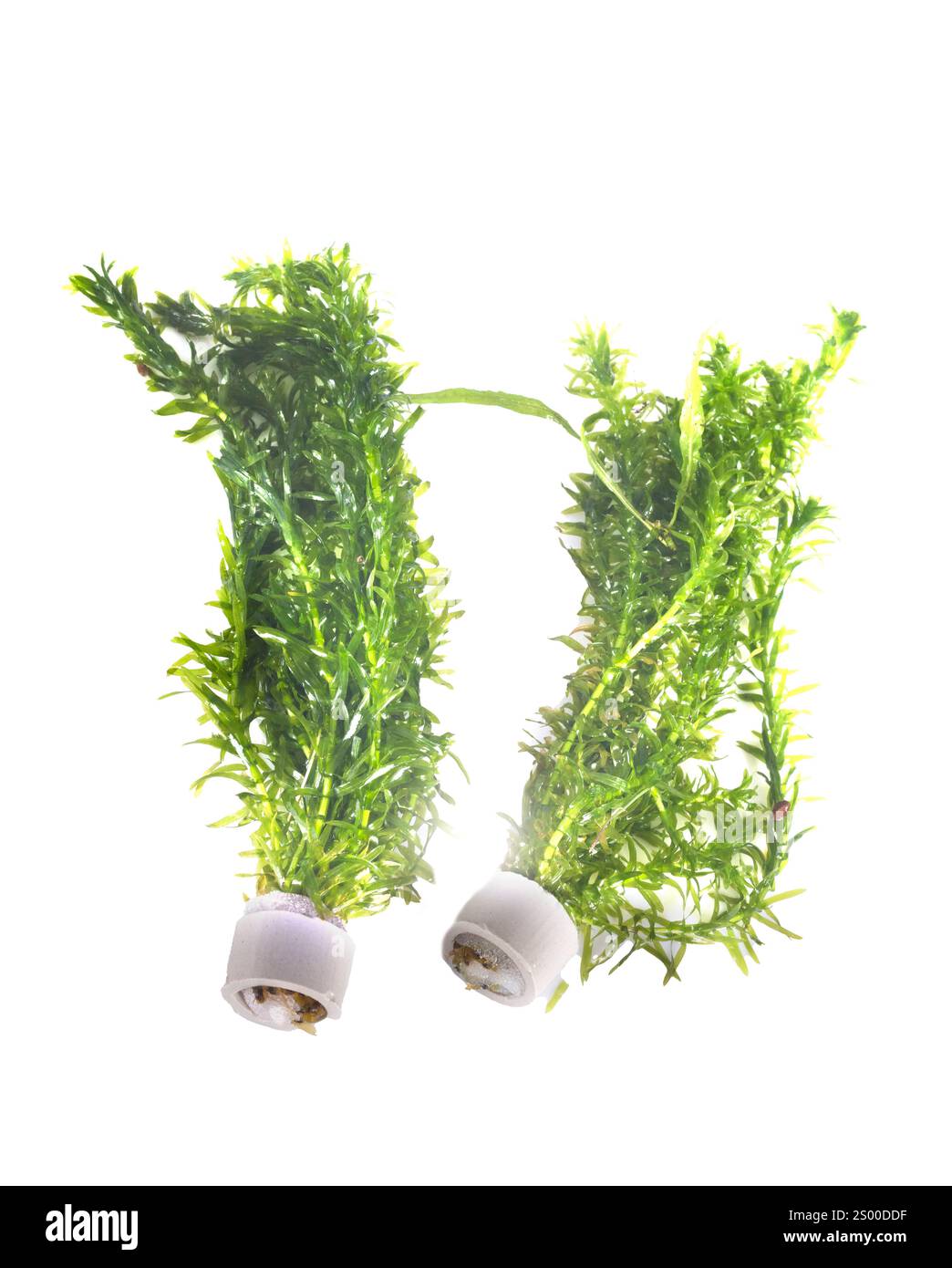 plant for aquarium Elodea in front of white background Stock Photo - Alamy