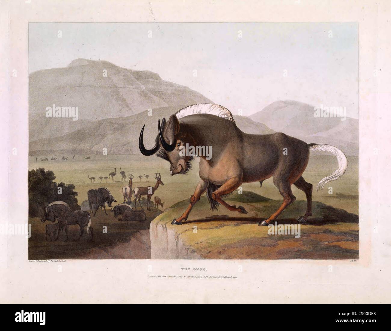 "Thu Gnu". Animal in forefront, with other wildlife roaming the plain ...