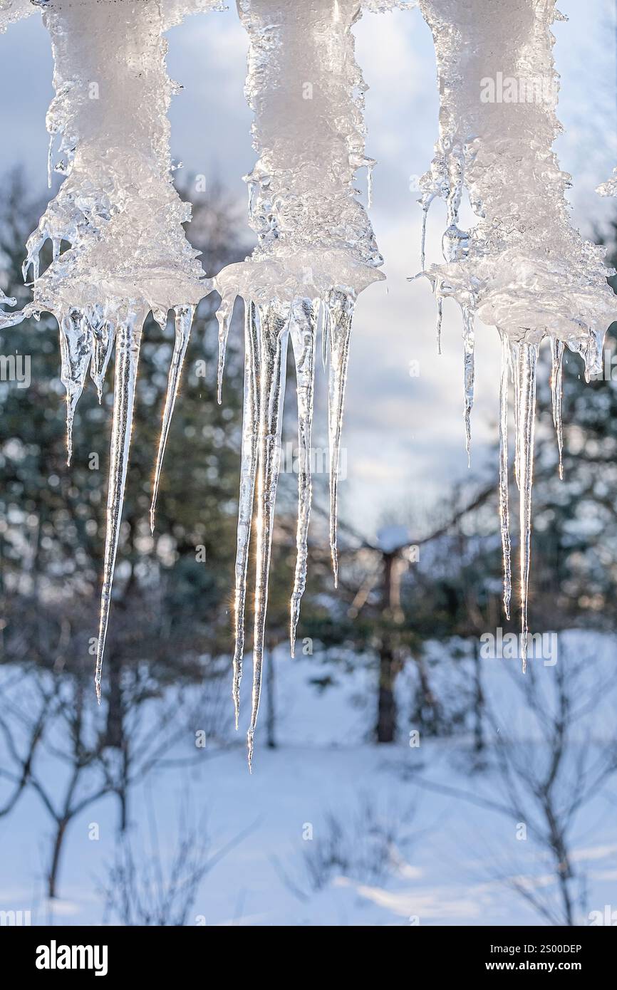 Three icicles hanging from a tree branch. The icicles are long and thin ...