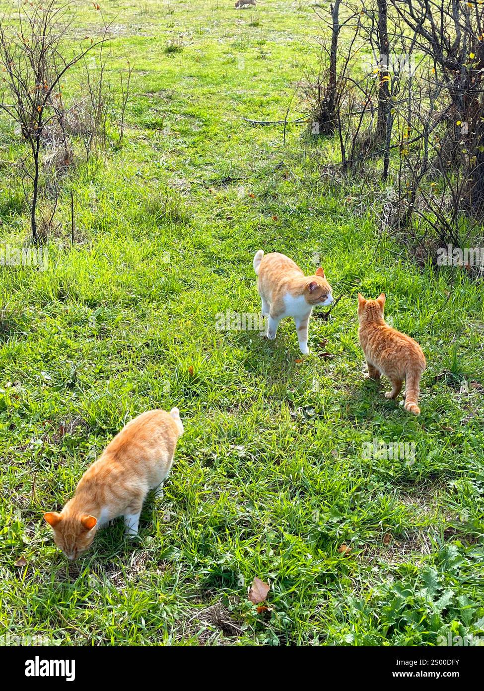 Domestic animals in the countryside smartphone stock photos and images ...