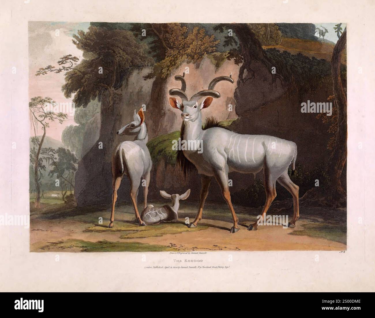 A Kudu family. Plate signed drawn & engraved by Samuel Daniell from ...