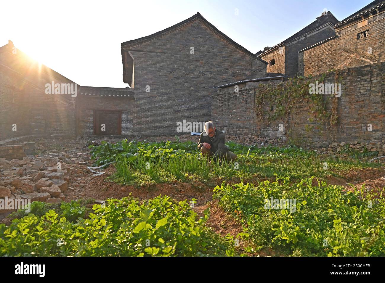 (241223) -- JINXIU(GUANGXI), Dec. 23, 2024 (Xinhua) -- A villager weeds ...