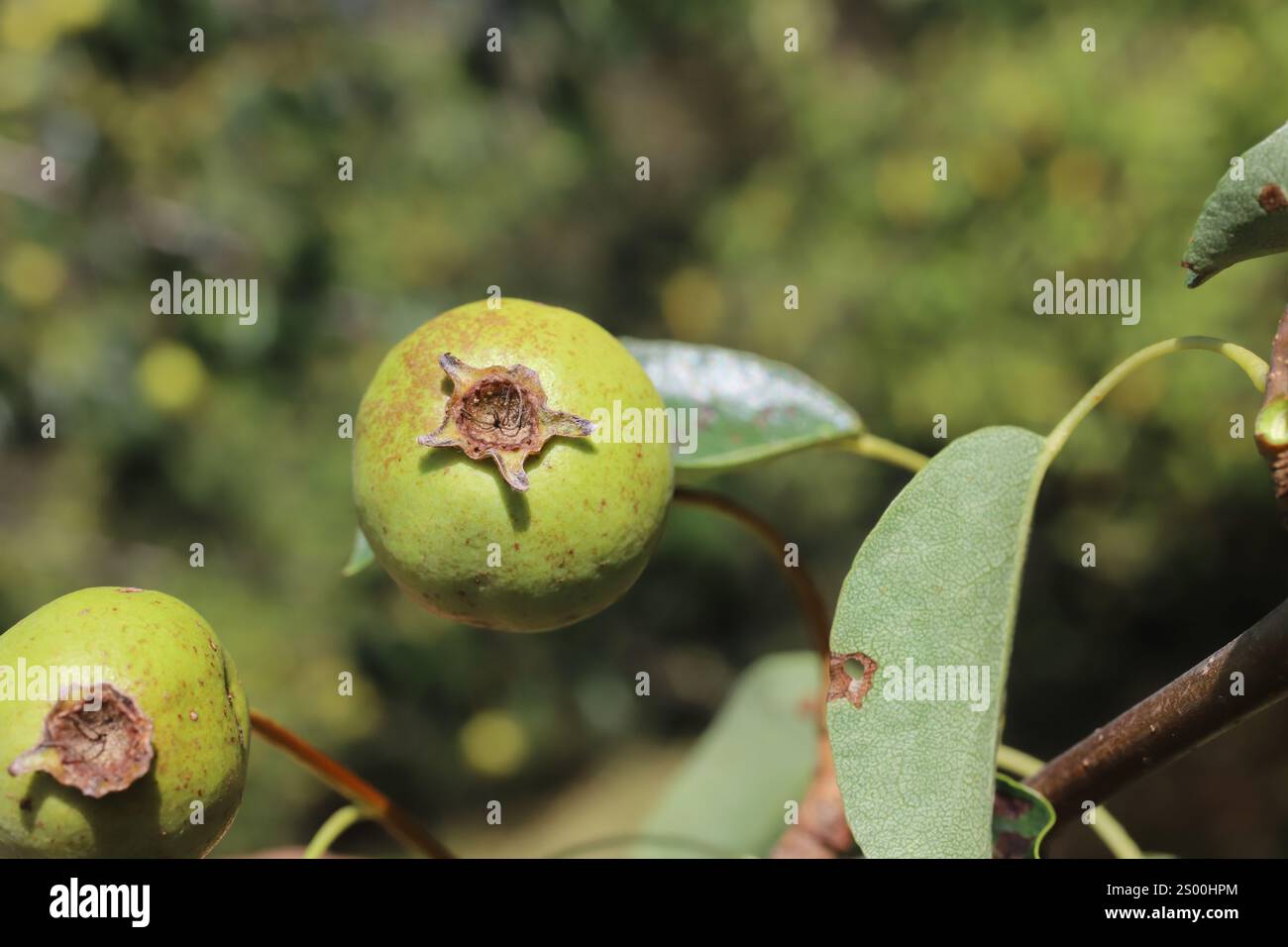 Pyrus pyraster, Rosaceae. A wild plant shot in the fall Stock Photo - Alamy