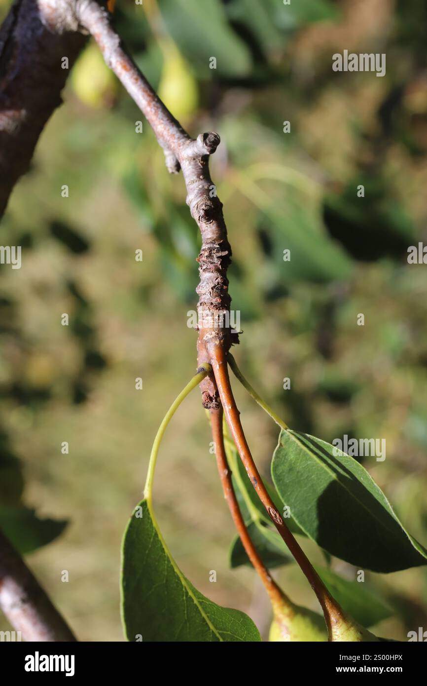 Pyrus pyraster, Rosaceae. A wild plant shot in the fall Stock Photo - Alamy