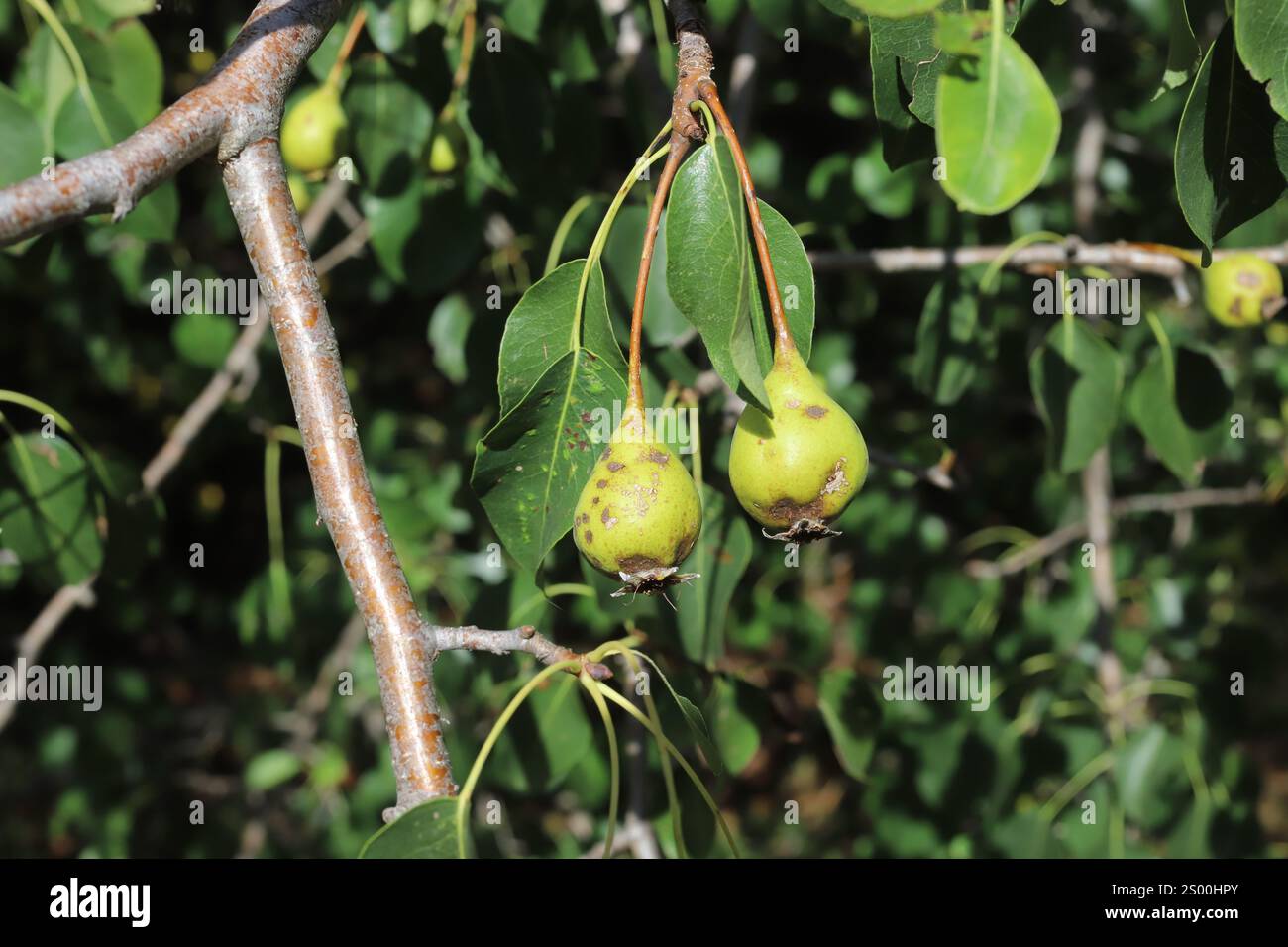 Pyrus pyraster, Rosaceae. A wild plant shot in the fall Stock Photo - Alamy