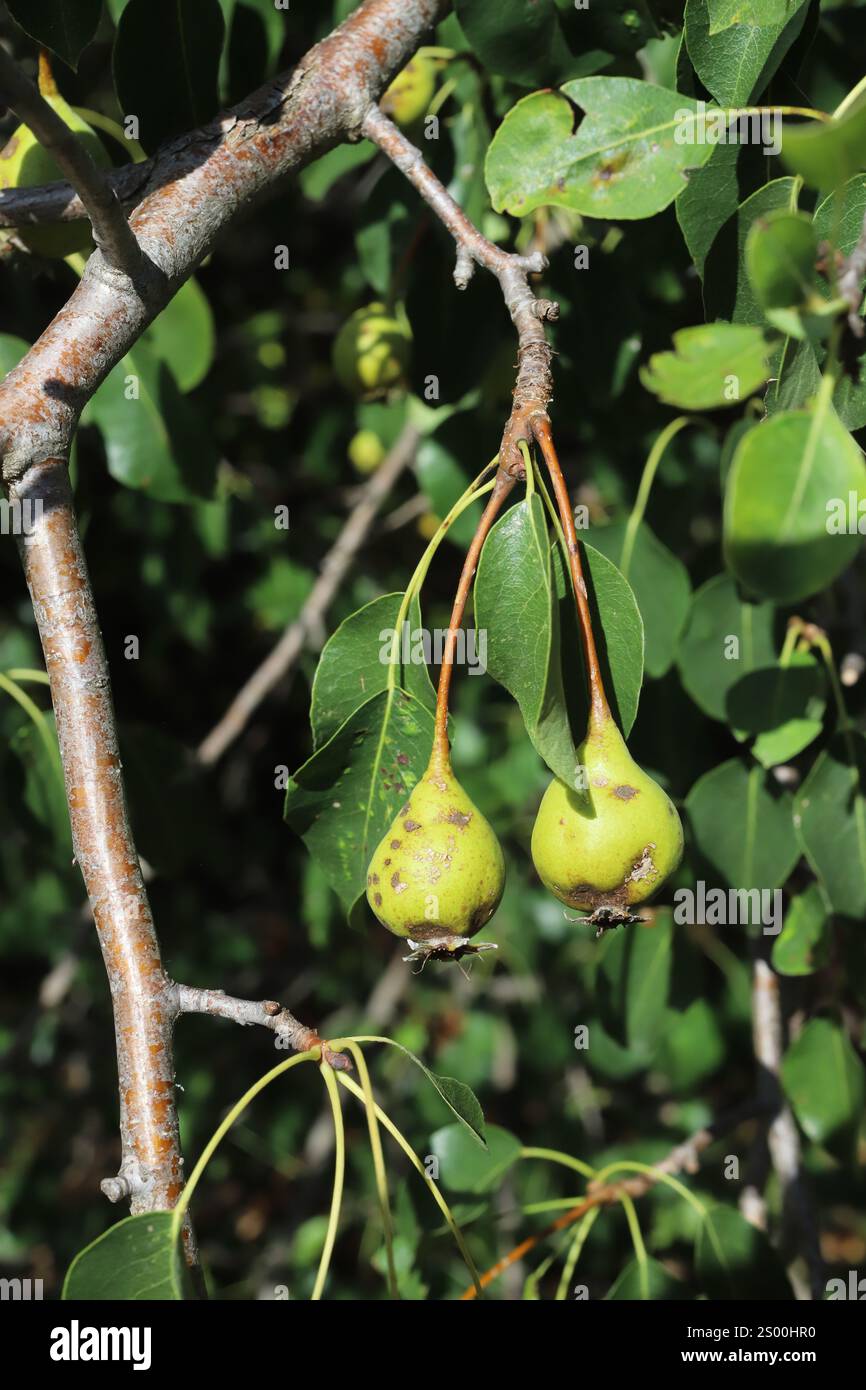 Pyrus pyraster, Rosaceae. A wild plant shot in the fall Stock Photo - Alamy