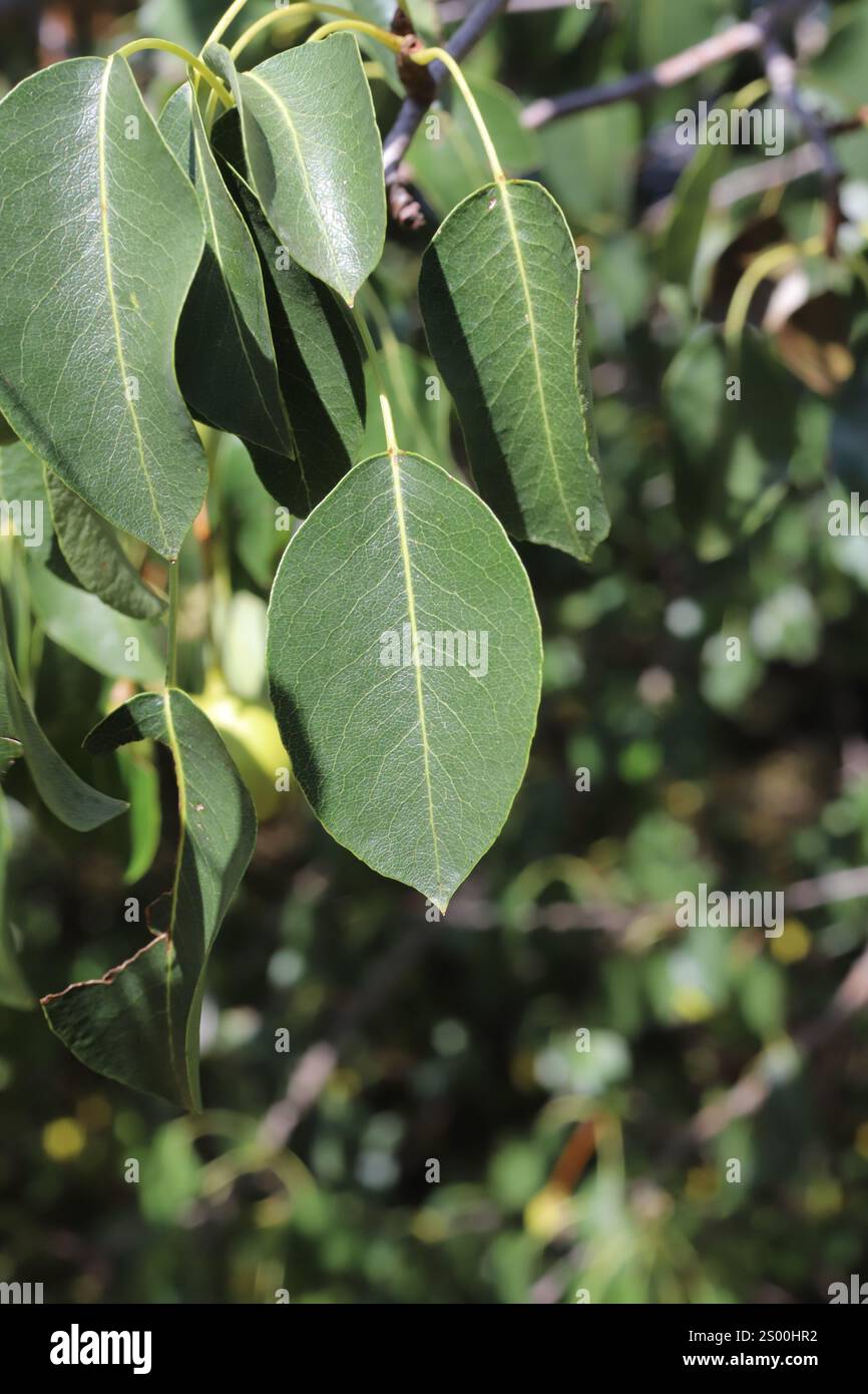 Pyrus pyraster, Rosaceae. A wild plant shot in the fall Stock Photo - Alamy
