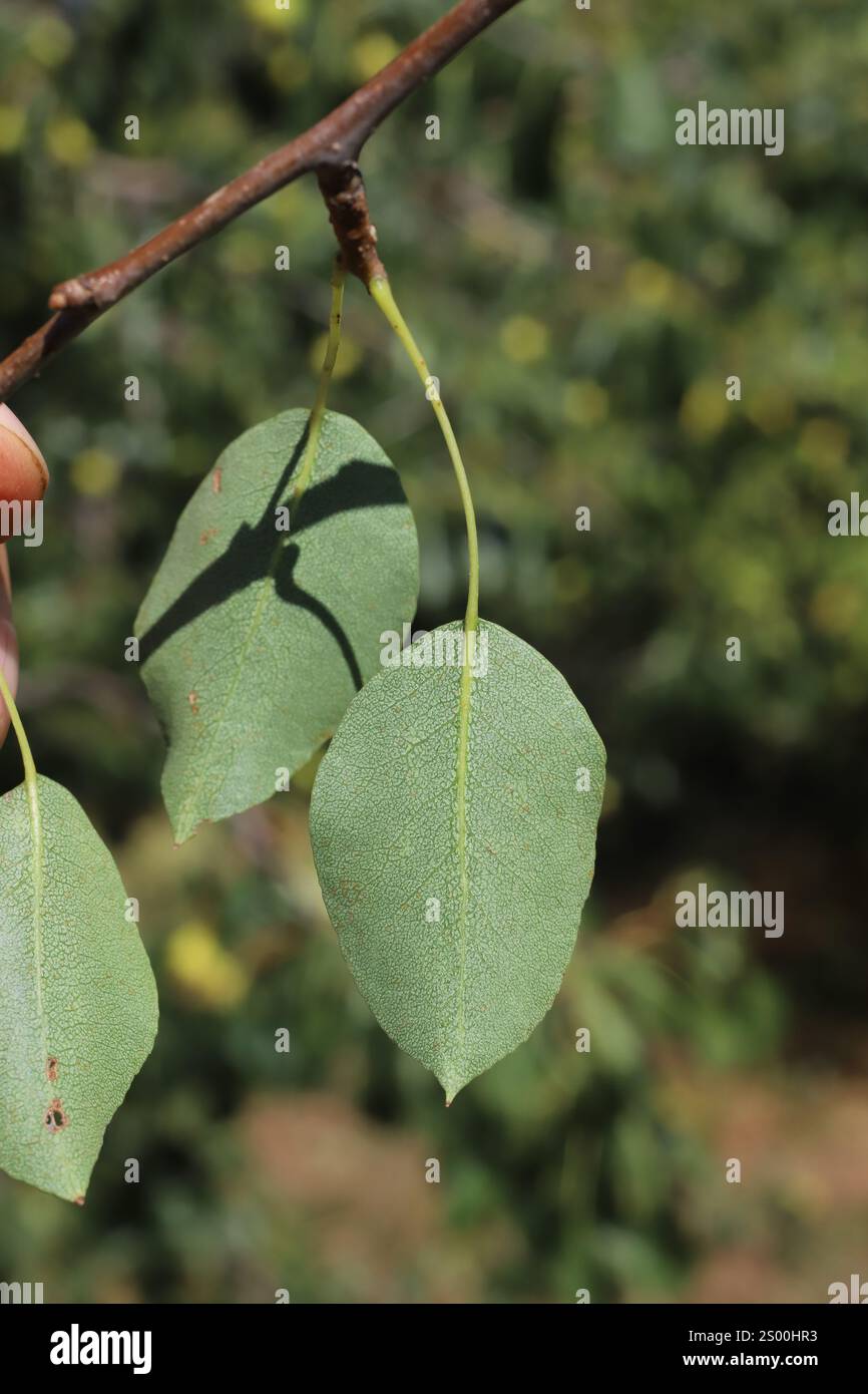 Pyrus pyraster, Rosaceae. A wild plant shot in the fall Stock Photo - Alamy