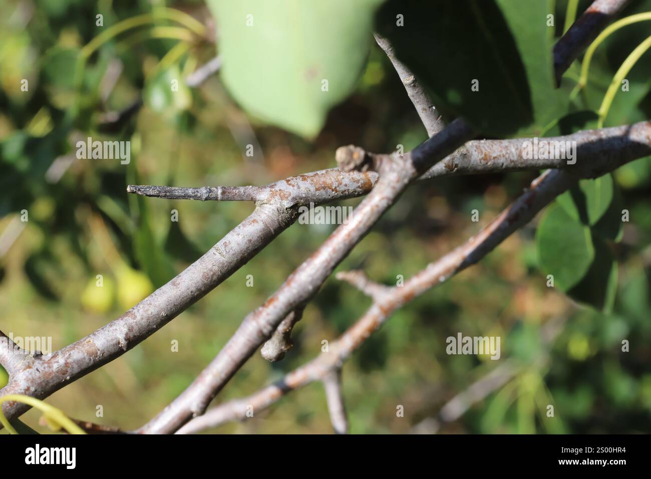 Pyrus pyraster, Rosaceae. A wild plant shot in the fall Stock Photo - Alamy