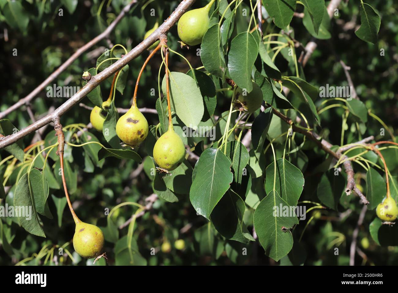 Pyrus pyraster, Rosaceae. A wild plant shot in the fall Stock Photo - Alamy