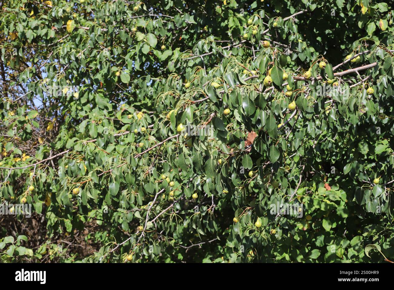 Pyrus pyraster, Rosaceae. A wild plant shot in the fall Stock Photo - Alamy
