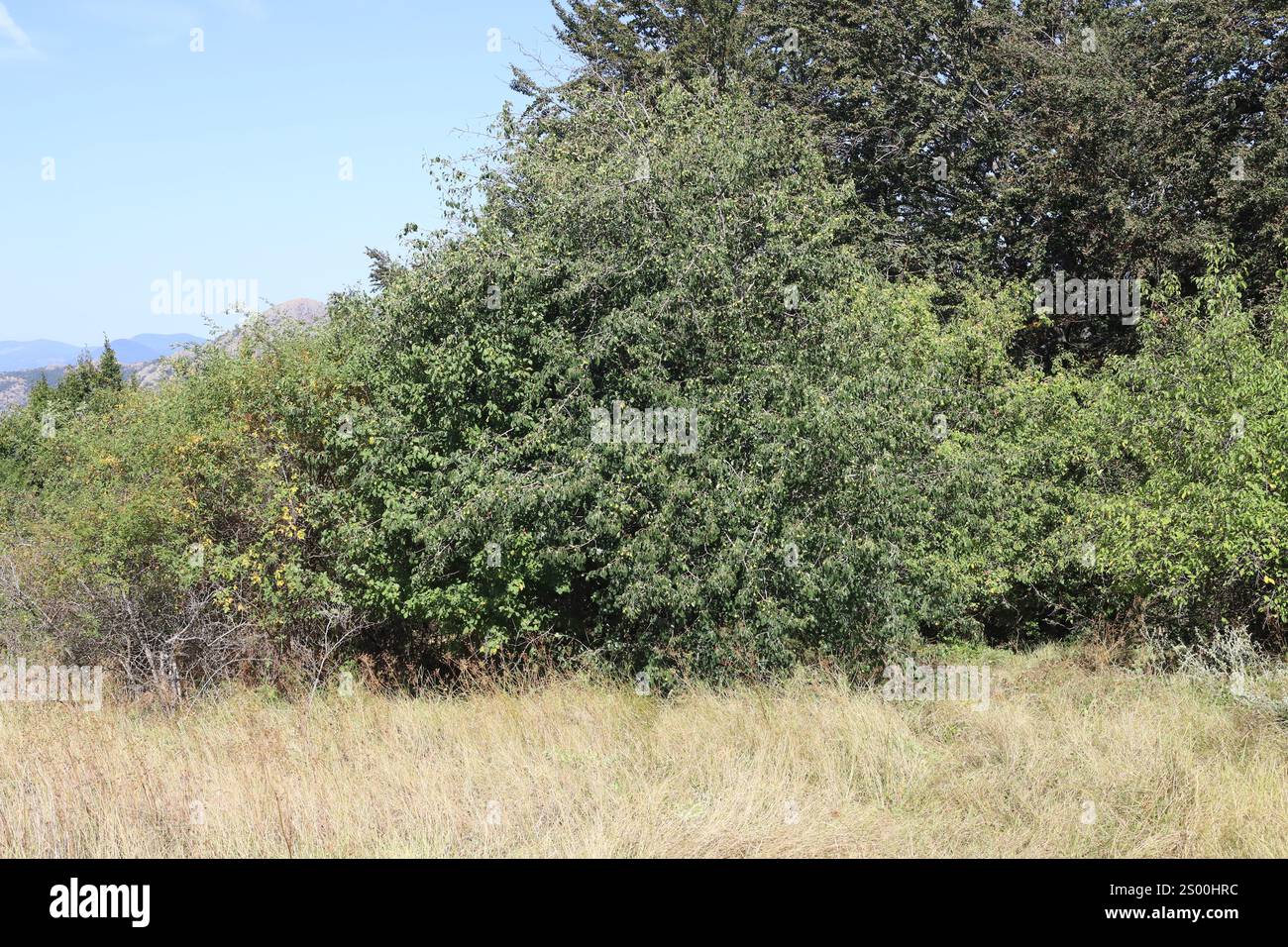 Pyrus pyraster, Rosaceae. A wild plant shot in the fall Stock Photo - Alamy