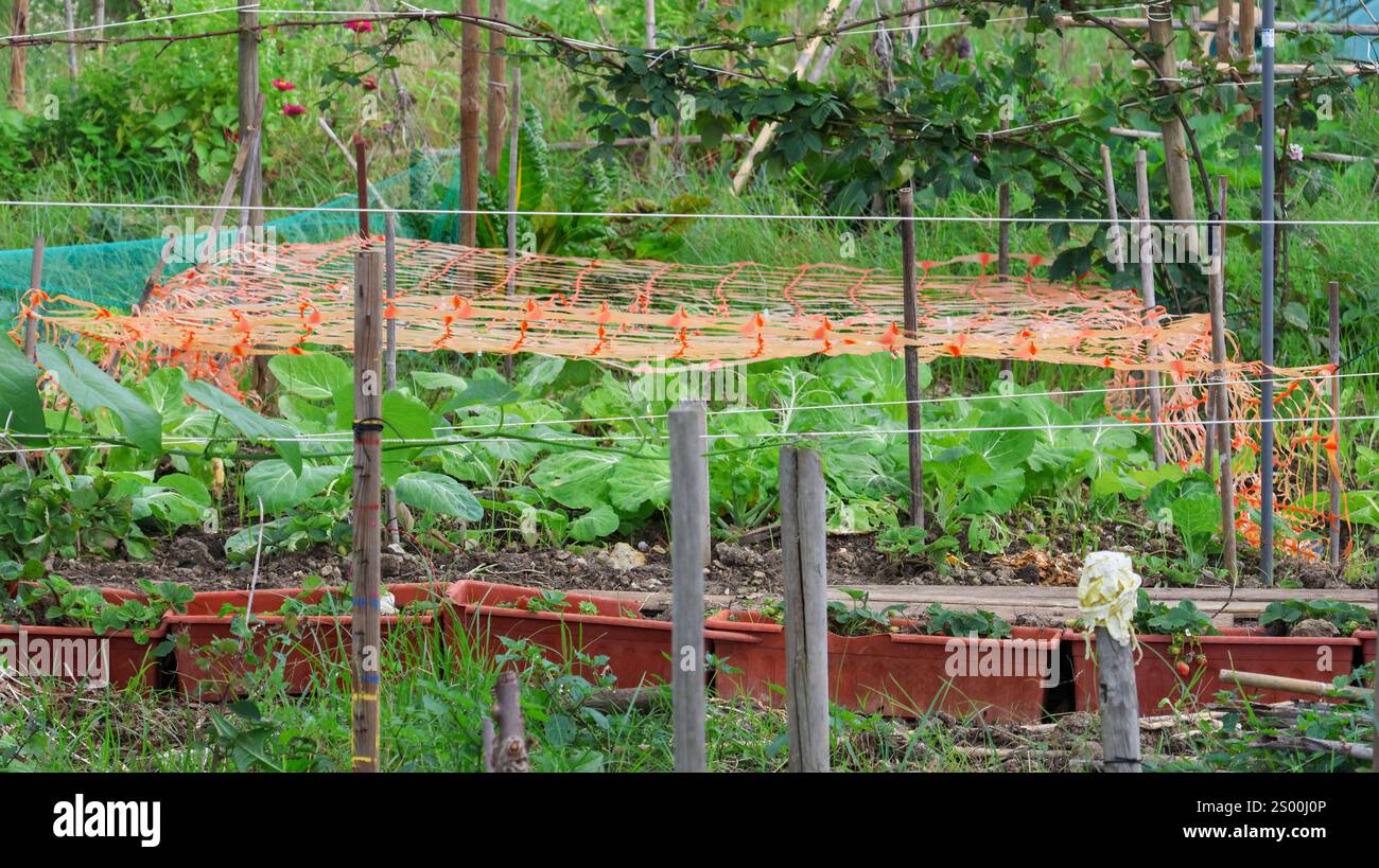 Orange bird protection netting is protecting growing vegetables like ...
