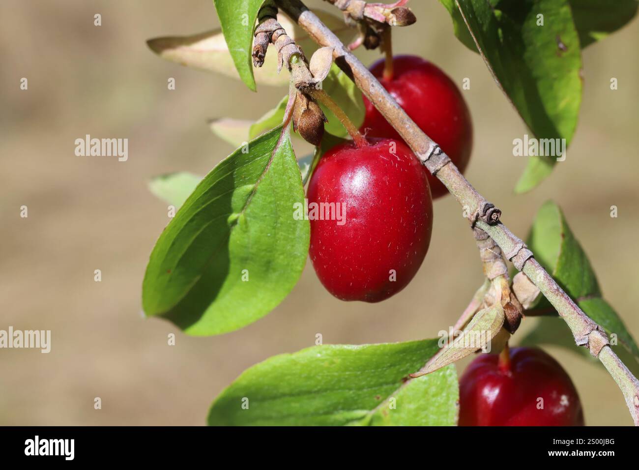 Cornus mas, Cornelian Cherry Cornell-Tree, Cornaceae. A wild plant shot ...