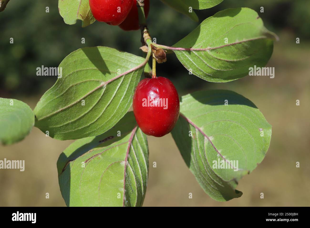 Cornus mas, Cornelian Cherry Cornell-Tree, Cornaceae. A wild plant shot ...