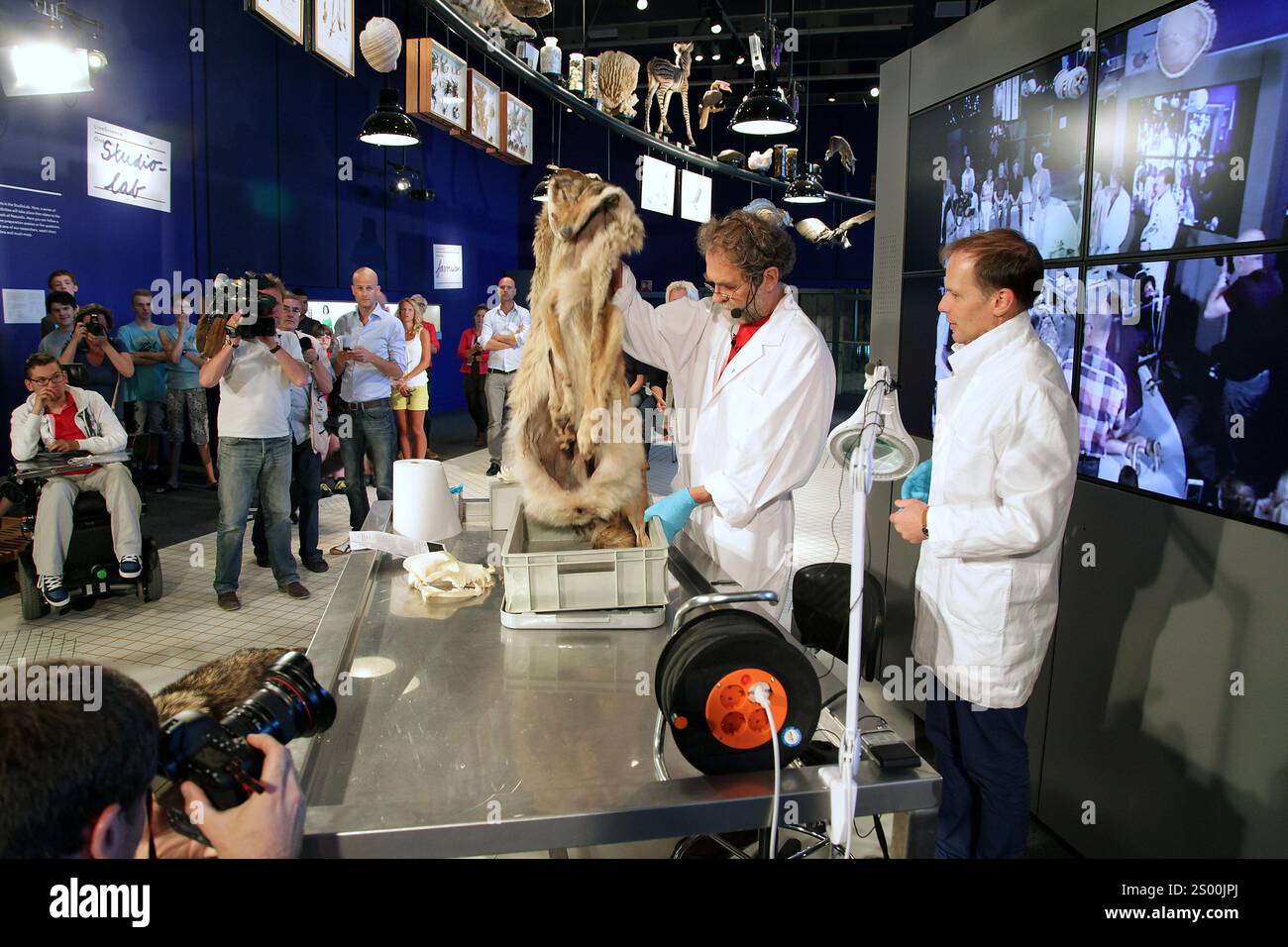 Dead Wolf Natural History Museum Naturalis Leiden The Netherlands Stock ...