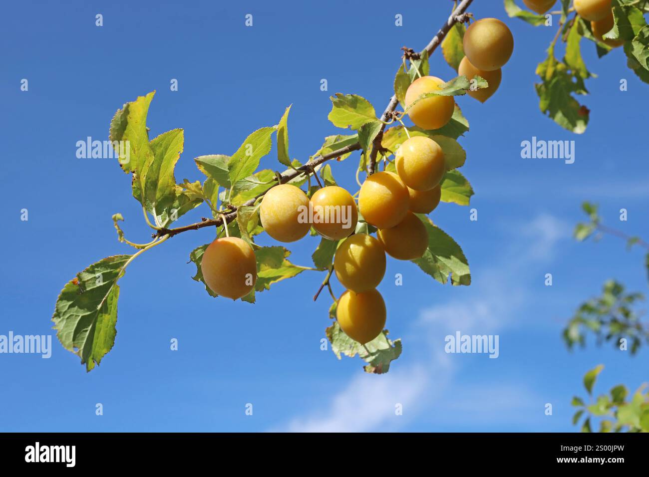 Prunus cerasifera, Yellow cherry plum, Rosaceae. Wild plant shot in ...