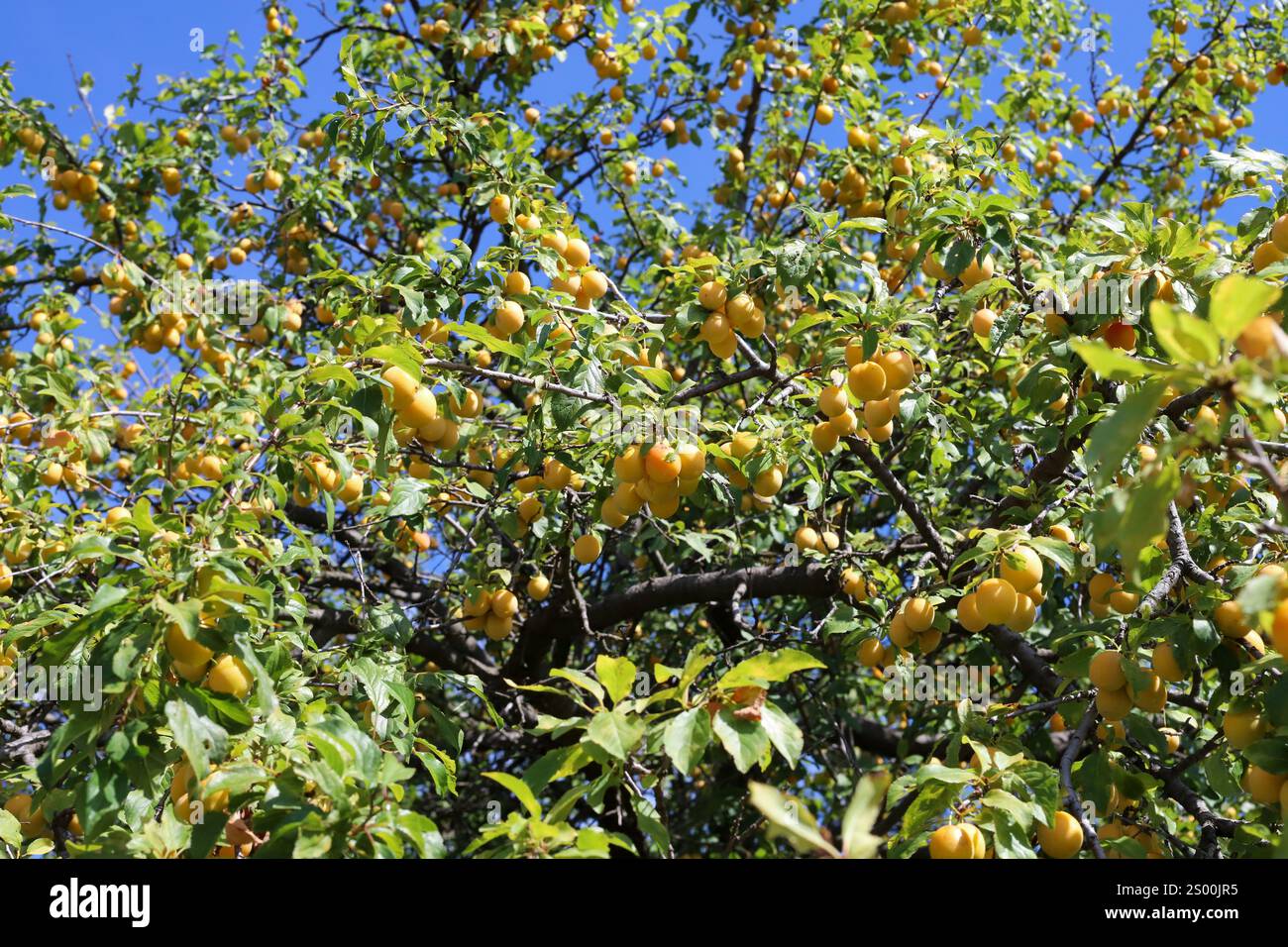Prunus cerasifera, Yellow cherry plum, Rosaceae. Wild plant shot in ...