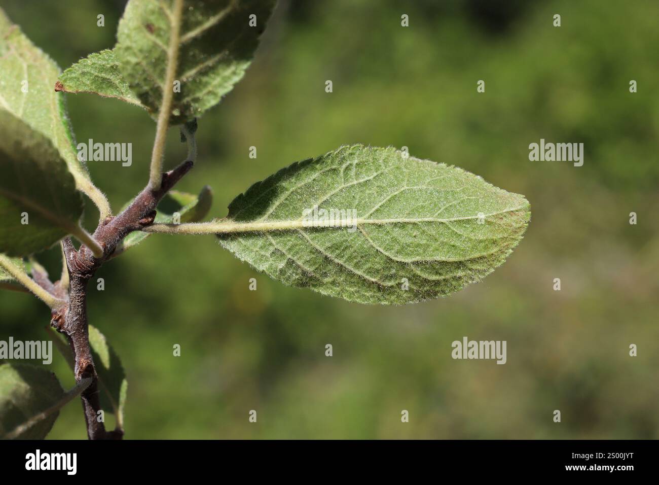 Prunus spinosa, Blackthorn, Rosaceae. Wild plant shot in summer Stock ...